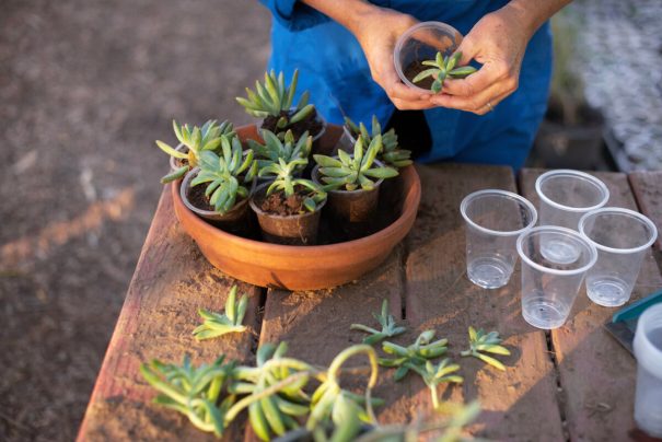 Plant Propagation 101: 8 Easy Techniques for Beginners - Bob Vila