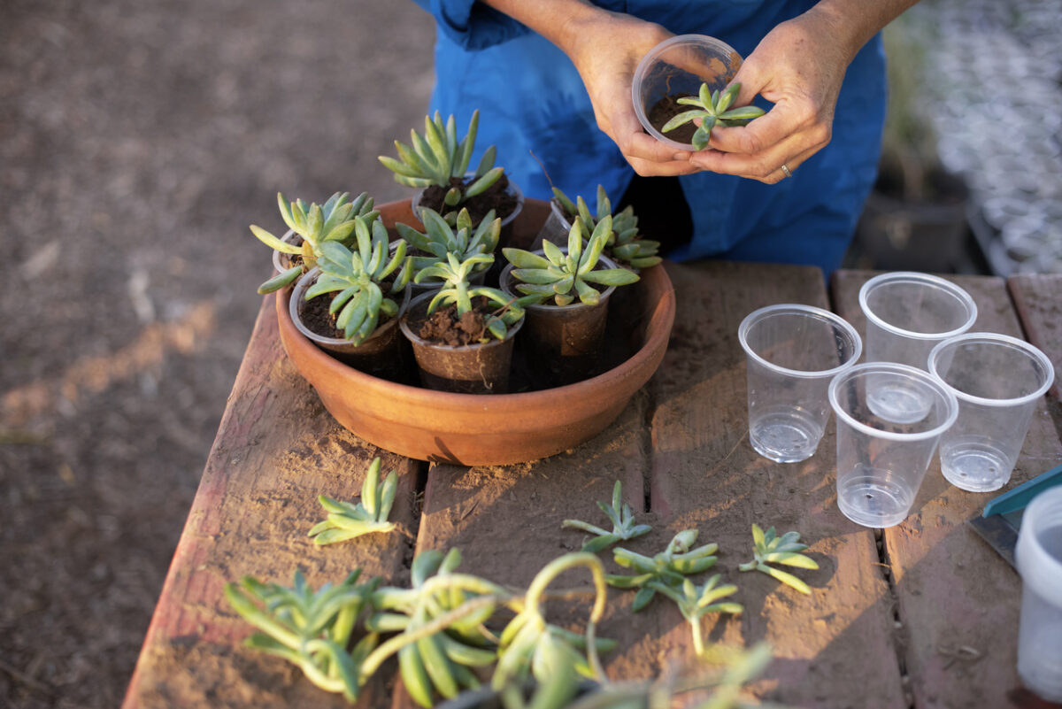 Plant Propagation 101: 8 Easy Techniques for Beginners - Bob Vila
