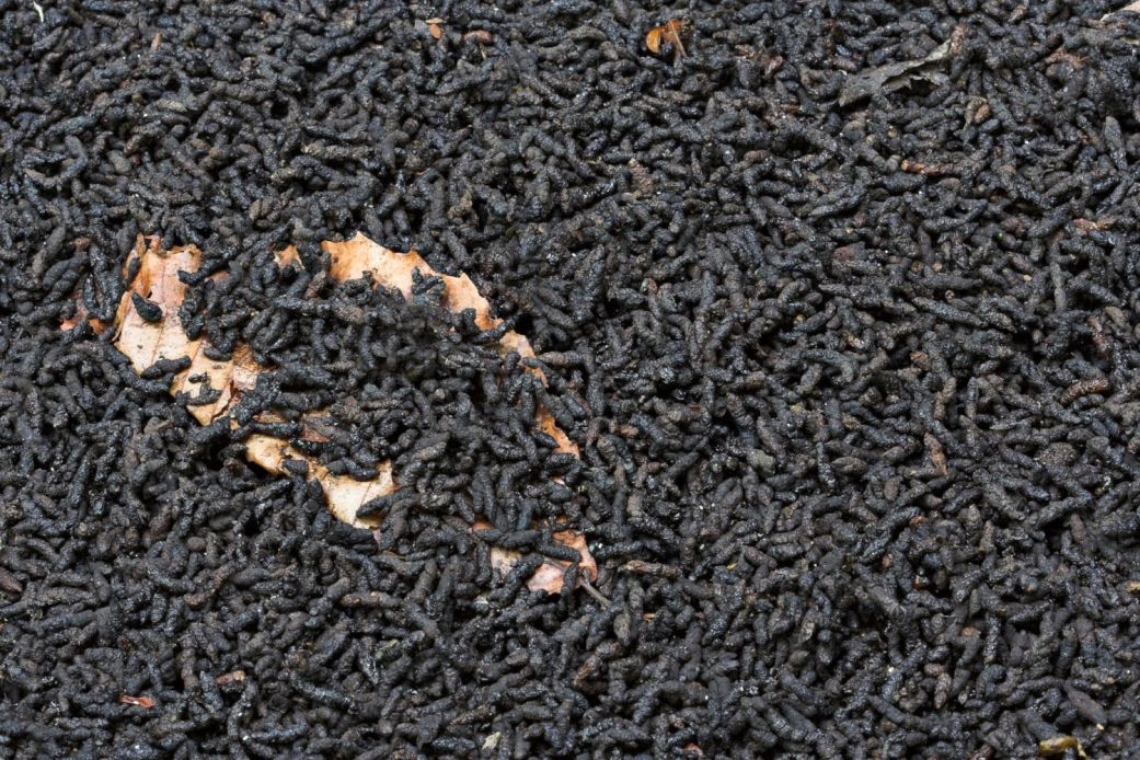 Solved! What Does Bat Poop Look Like? - Bob Vila