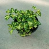 Ivy Plant Care 101: How to Grow Ivy Indoors - Bob Vila