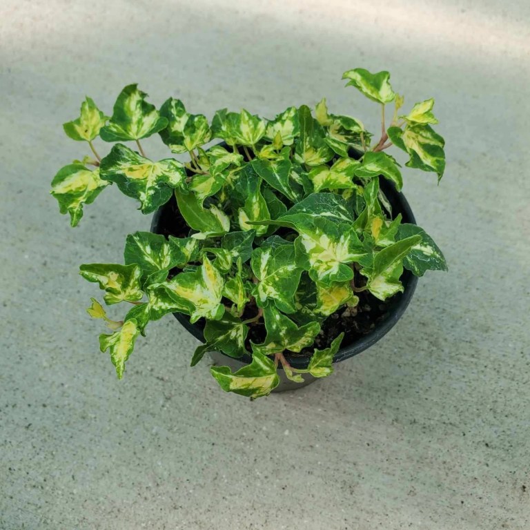 Ivy Plant Care 101: How to Grow Ivy Indoors - Bob Vila
