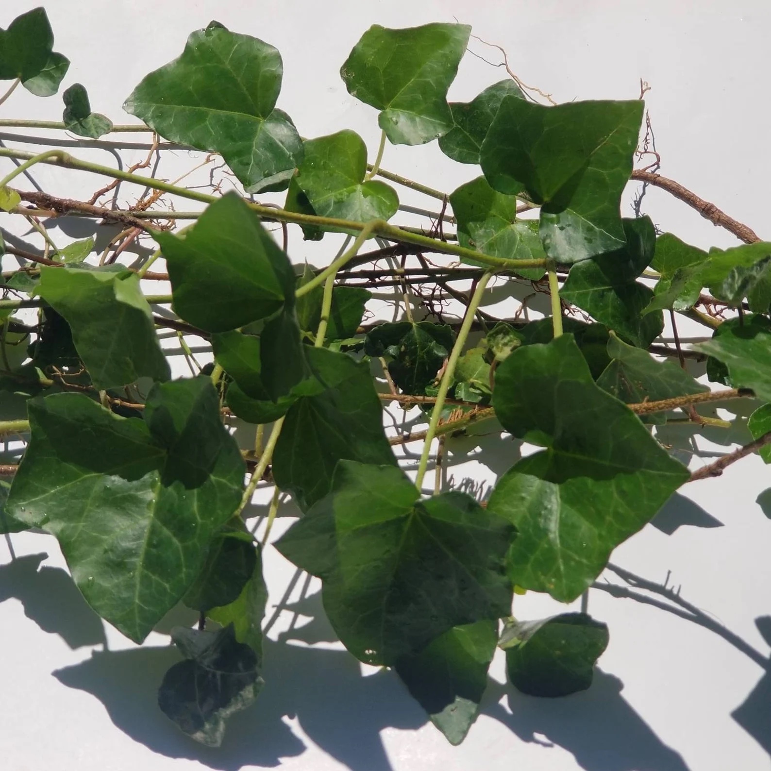 Ivy Plant Care 101: How to Grow Ivy Indoors - Bob Vila