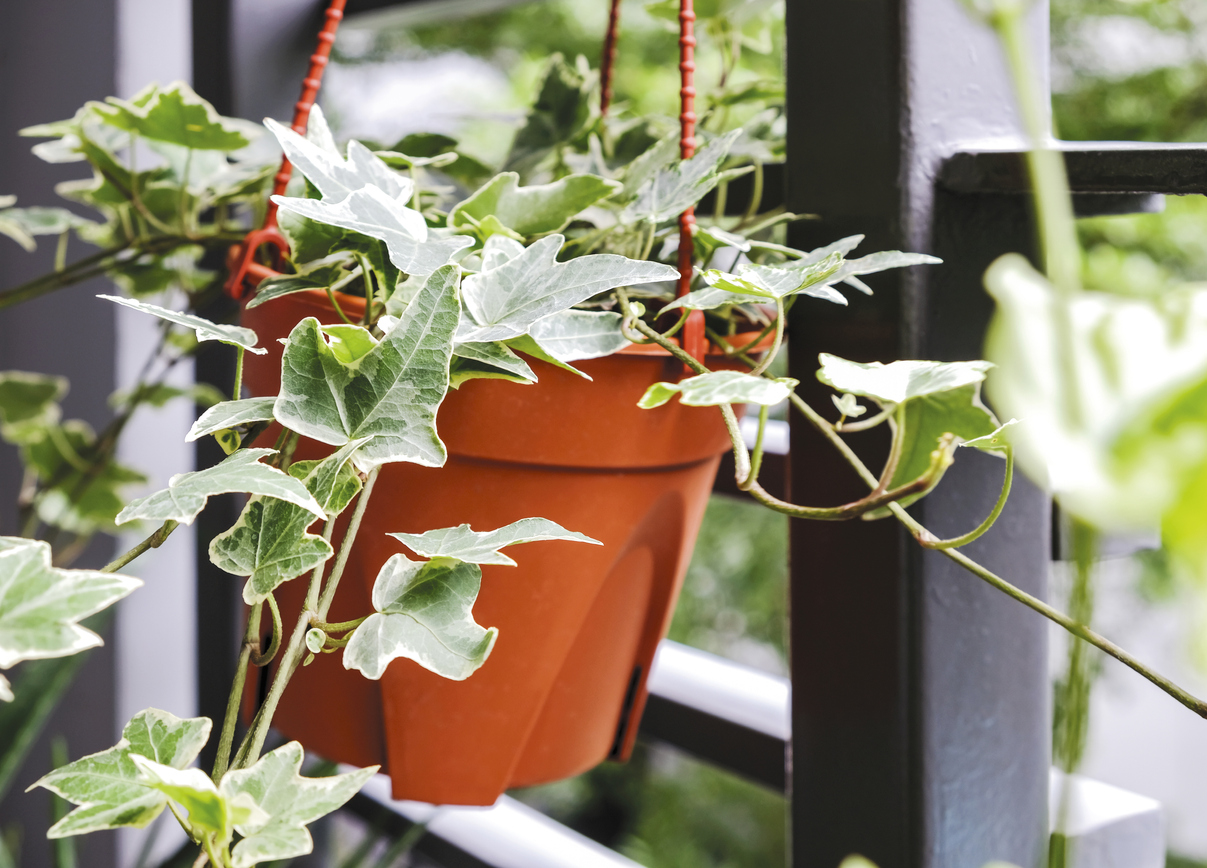 Ivy Plant Care 101: How to Grow Ivy Indoors - Bob Vila