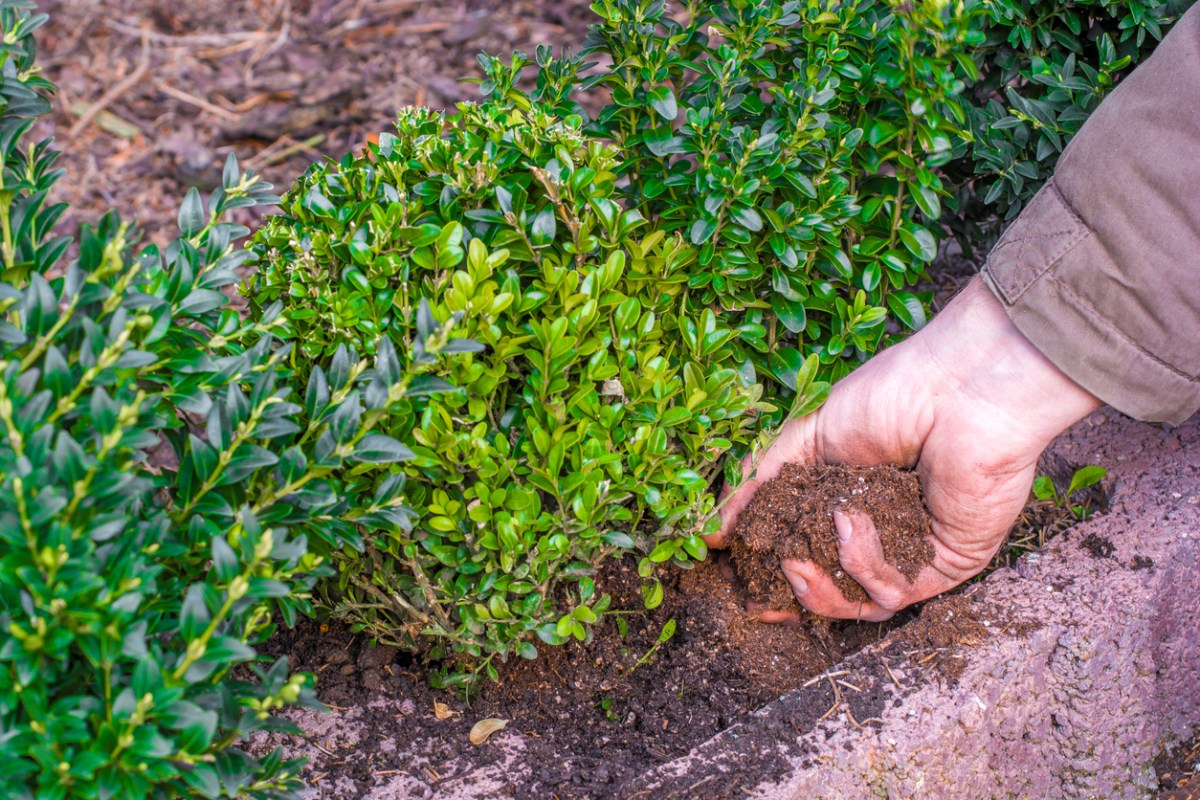 How to Grow Boxwood Shrubs - Bob Vila