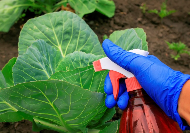 How to Get Rid of Cabbage Worms Naturally - Bob Vila