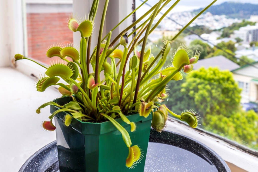 Venus Fly Trap Care 101: How to Grow This Carnivorous Houseplant - Bob Vila
