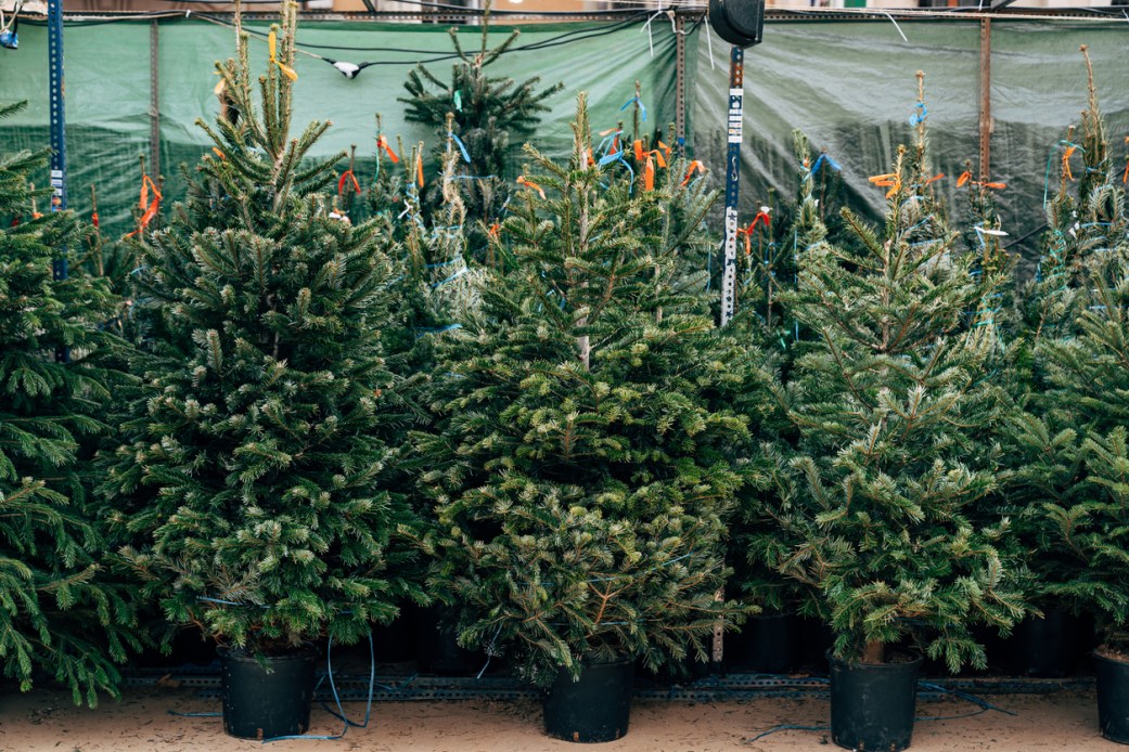 The Most Eco-Friendly Christmas Tree? A Living One. - Bob Vila
