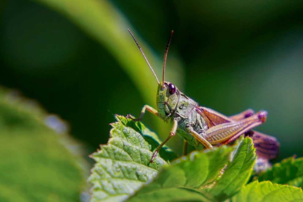 How to Get Rid of Grasshoppers Naturally - Bob Vila