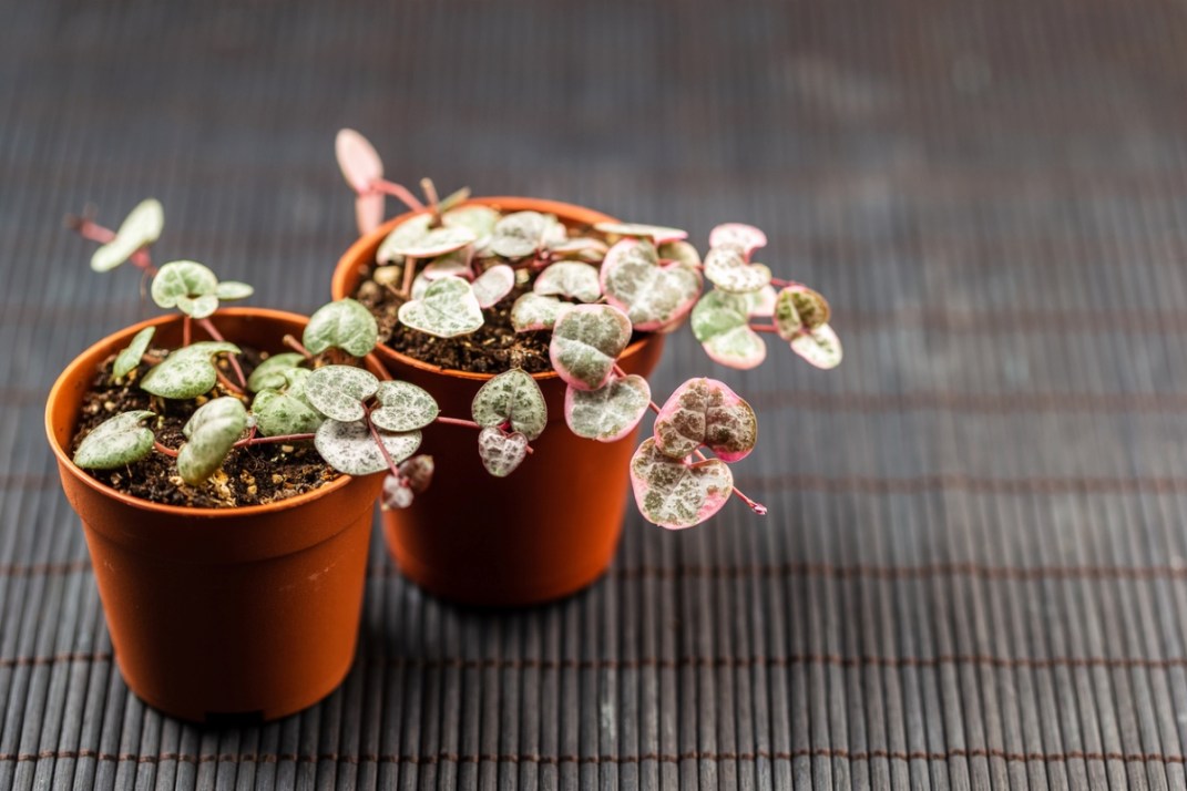 10 Variegated Plants That Pack the Most Visual Interest - Bob Vila