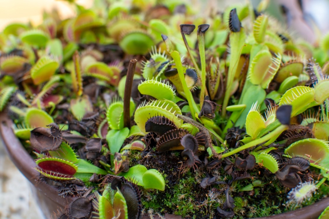 Venus Fly Trap Care 101: How to Grow This Carnivorous Houseplant - Bob Vila