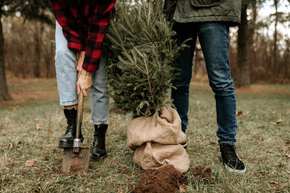 The Most Eco-Friendly Christmas Tree? A Living One. - Bob Vila