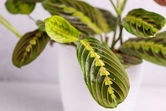 10 Variegated Plants That Pack the Most Visual Interest - Bob Vila