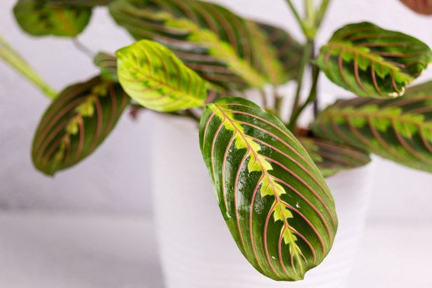 10 Variegated Plants That Pack the Most Visual Interest - Bob Vila