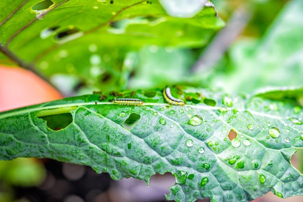 How to Get Rid of Cabbage Worms Naturally - Bob Vila