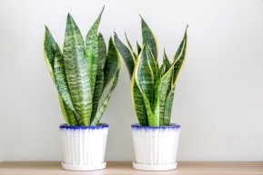 10 Variegated Plants That Pack the Most Visual Interest - Bob Vila