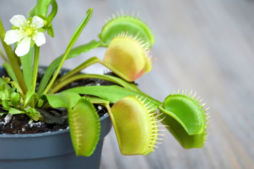 Venus Fly Trap Care 101: How to Grow This Carnivorous Houseplant - Bob Vila