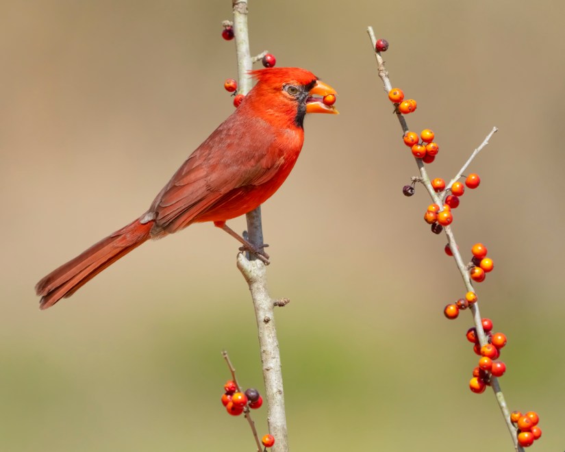 12 Fun Facts You Never Knew About Cardinals