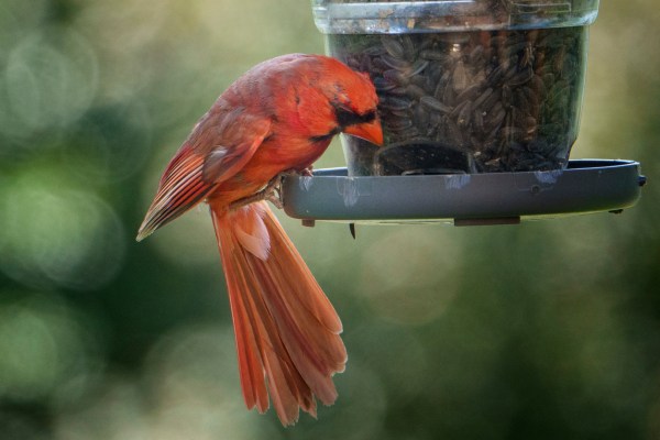 12 Fun Facts You Never Knew About Cardinals
