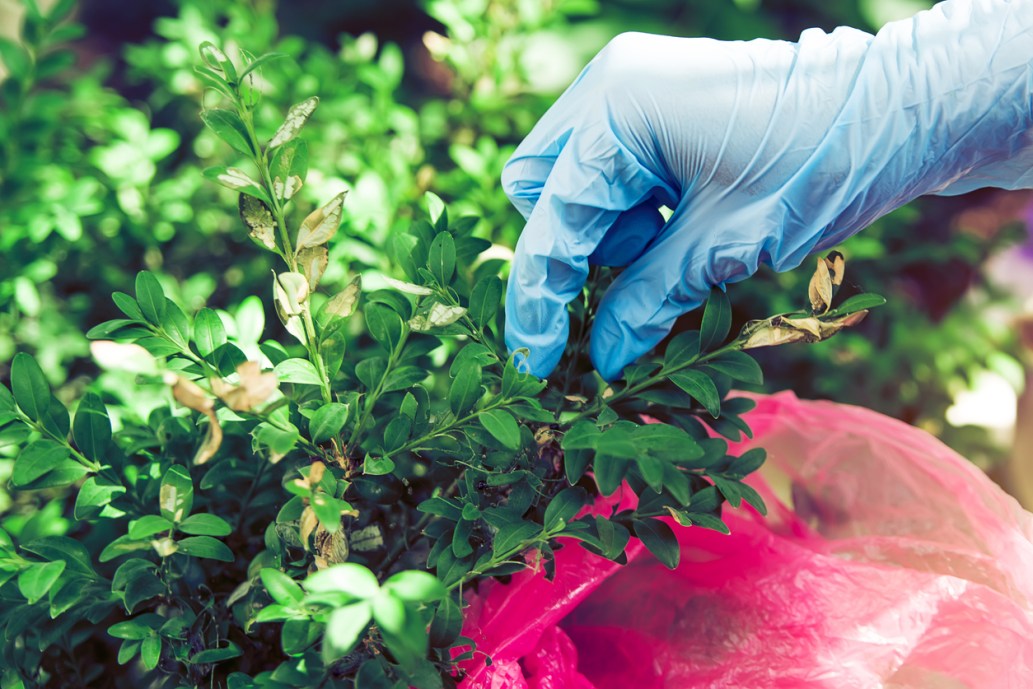 How to Grow Boxwood Shrubs - Bob Vila