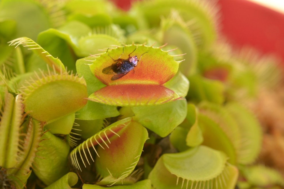 Venus Fly Trap Care 101: How to Grow This Carnivorous Houseplant - Bob Vila