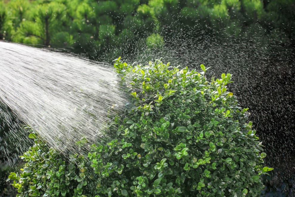 How to Grow Boxwood Shrubs - Bob Vila