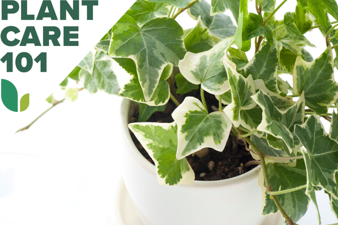Ivy Plant Care 101: How to Grow Ivy Indoors - Bob Vila