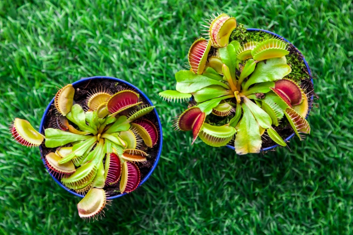 Venus Fly Trap Care 101: How to Grow This Carnivorous Houseplant - Bob Vila