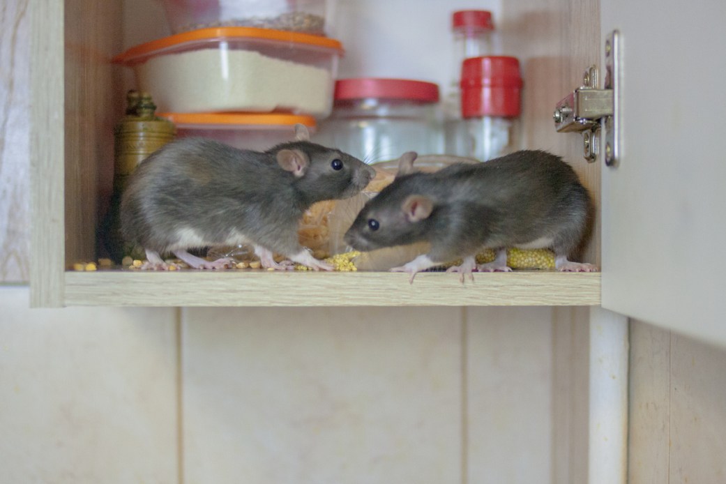 How Many Mice Are in My House?