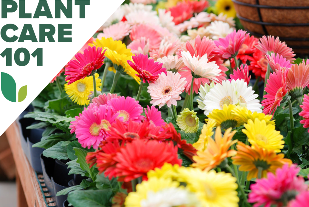 Gerbera Daisy Care: How to Grow Gerbera Daisies Outdoors - Bob Vila