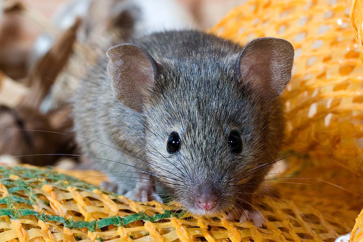 10 Telltale Signs of Mice to Never Ignore - Bob Vila