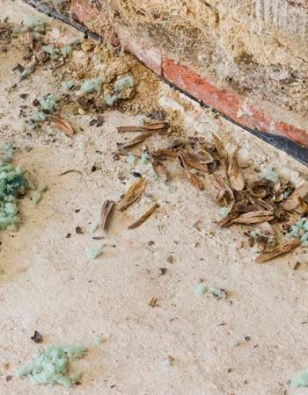 10 Telltale Signs of Mice to Never Ignore - Bob Vila