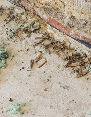 10 Telltale Signs of Mice to Never Ignore - Bob Vila