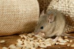 10 Telltale Signs of Mice to Never Ignore - Bob Vila