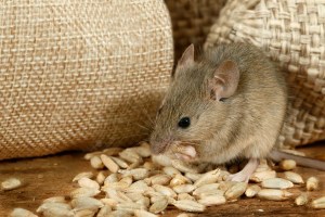 10 Telltale Signs of Mice to Never Ignore - Bob Vila
