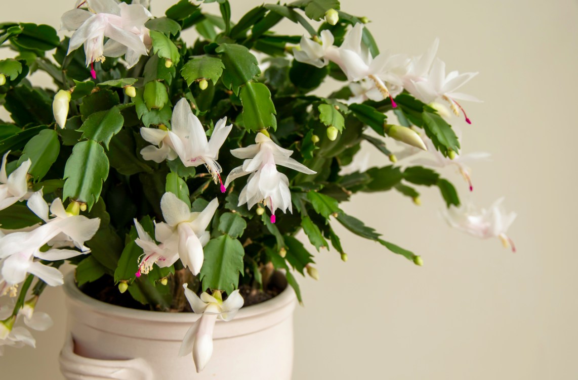 Thanksgiving Cactus Care 101: Liven Up Your Tablescapes Year After Year ...