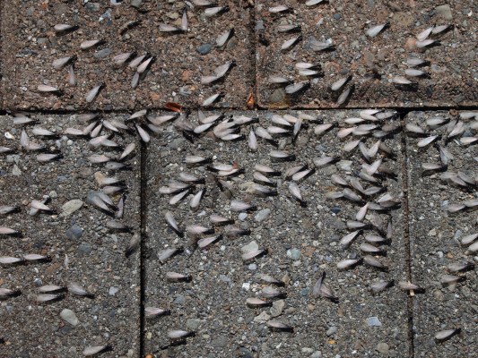 6 Bugs That Look Like Termites and How to Identify Them - Bob Vila
