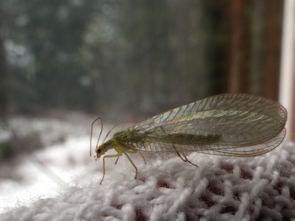 6 Bugs That Look Like Termites and How to Identify Them - Bob Vila