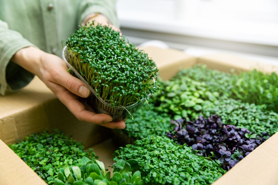 How to Grow Microgreens at Home - Bob Vila