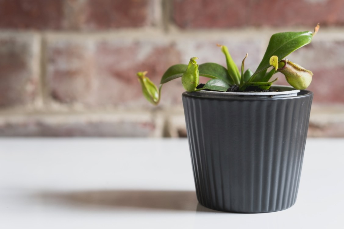 Pitcher Plant Care 101: How to Grow This Carnivorous Plant Indoors ...