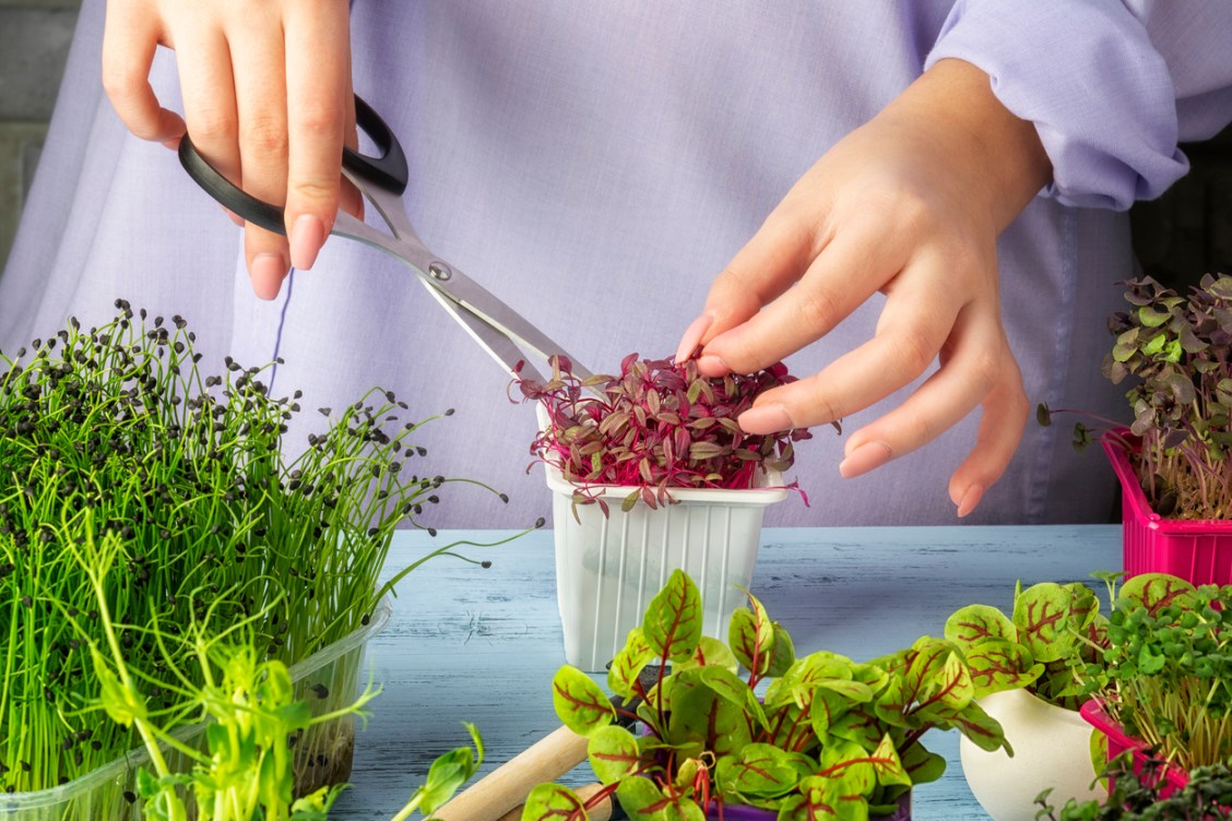 How to Grow Microgreens at Home - Bob Vila