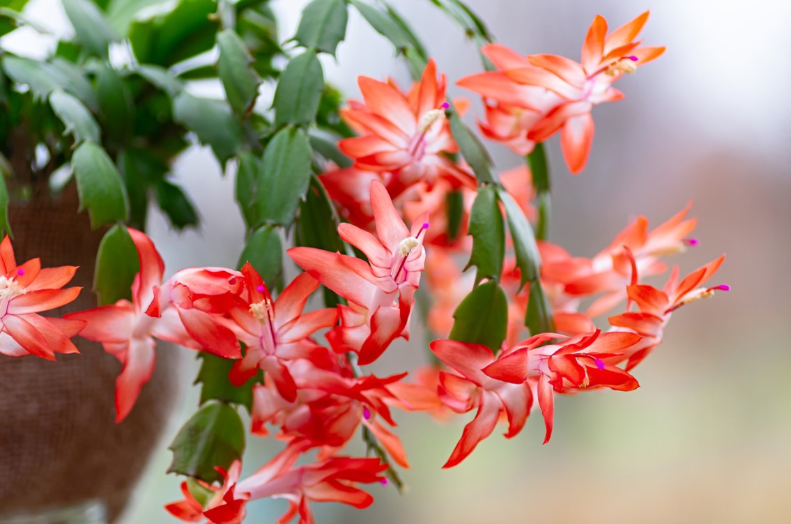 Thanksgiving Cactus Care 101: Liven Up Your Tablescapes Year After Year ...