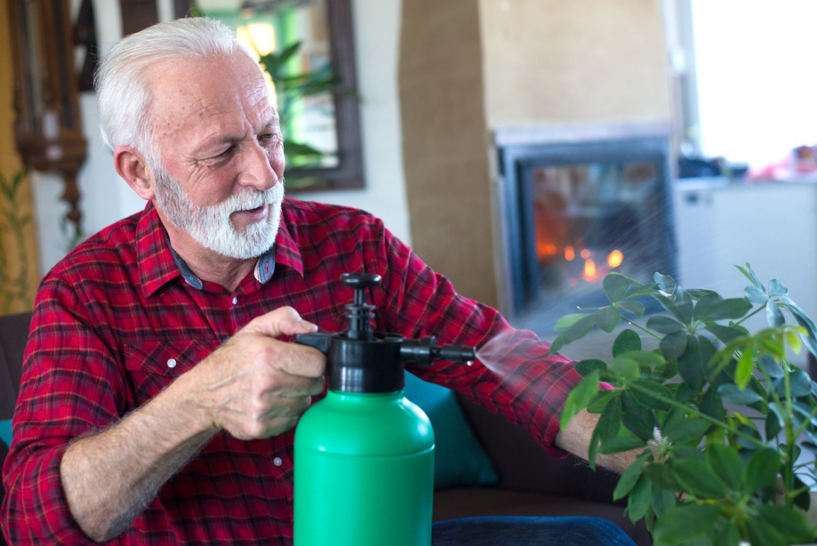 Umbrella Plant Care 101: How to Grow an Umbrella Plant Indoors - Bob Vila