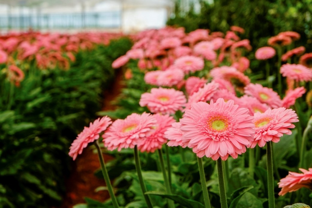 Gerbera Daisy Care: How to Grow Gerbera Daisies Outdoors - Bob Vila