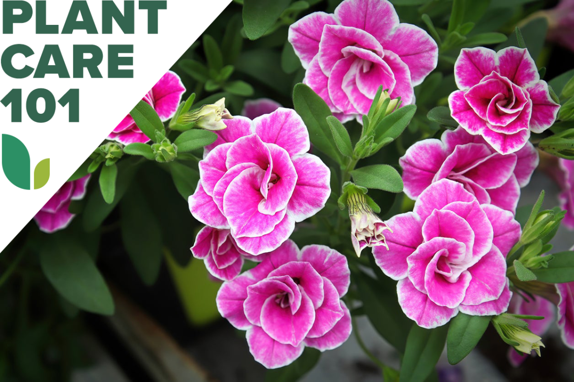 Calibrachoa Care 101: How to Grow Million Bells at Home - Bob Vila