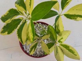 Umbrella Plant Care 101: How to Grow an Umbrella Plant Indoors - Bob Vila