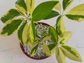 Umbrella Plant Care 101: How to Grow an Umbrella Plant Indoors - Bob Vila