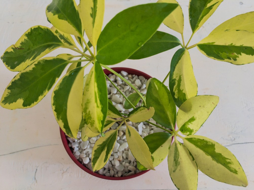 Umbrella Plant Care 101: How to Grow an Umbrella Plant Indoors - Bob Vila