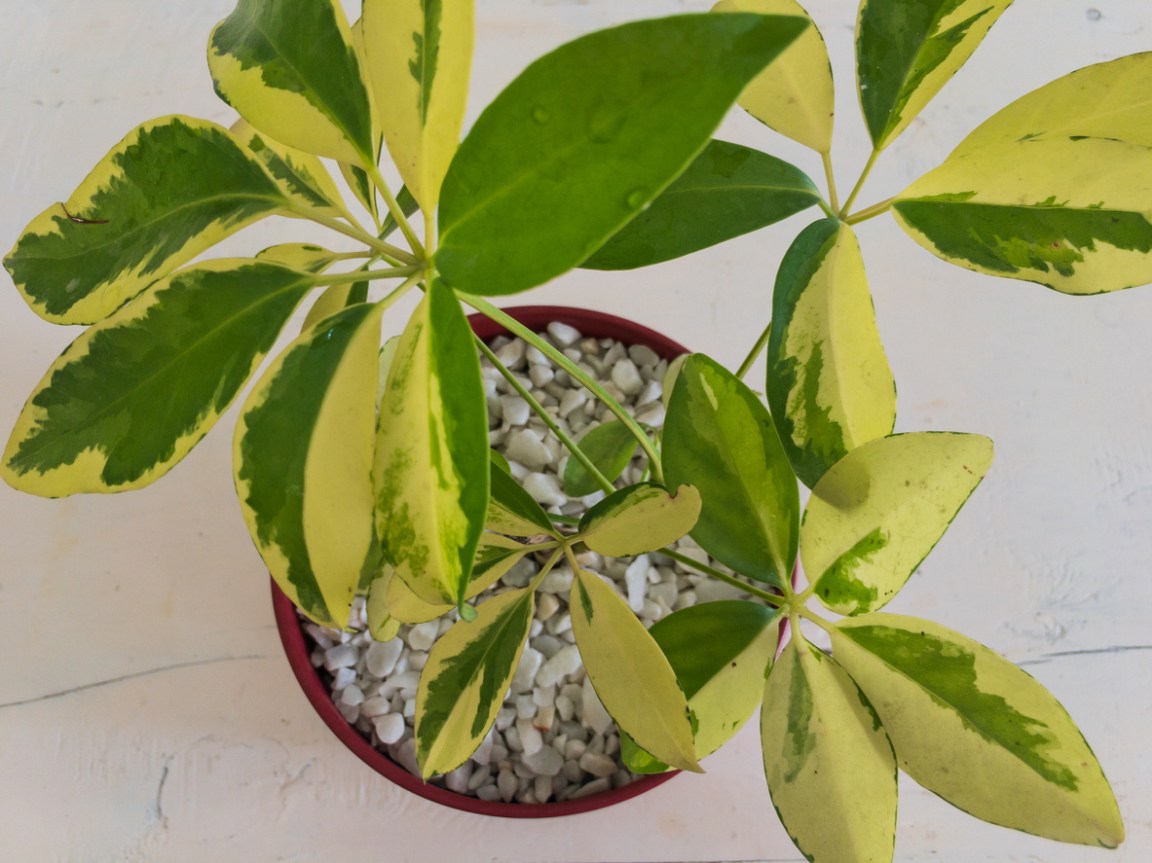 Umbrella Plant Care 101: How to Grow an Umbrella Plant Indoors - Bob Vila
