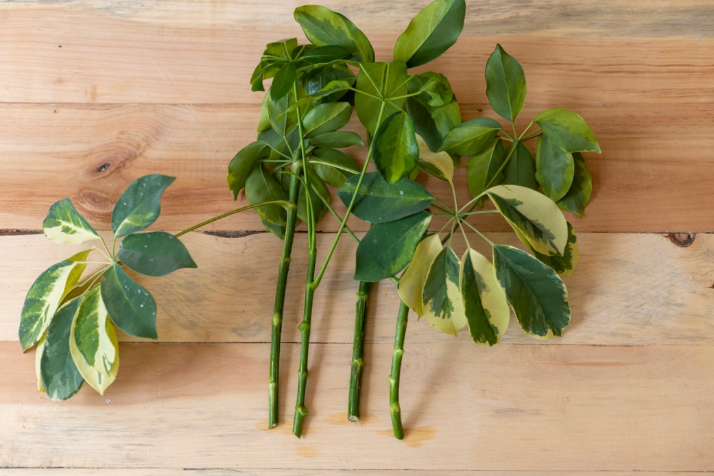 Umbrella Plant Care 101: How to Grow an Umbrella Plant Indoors - Bob Vila