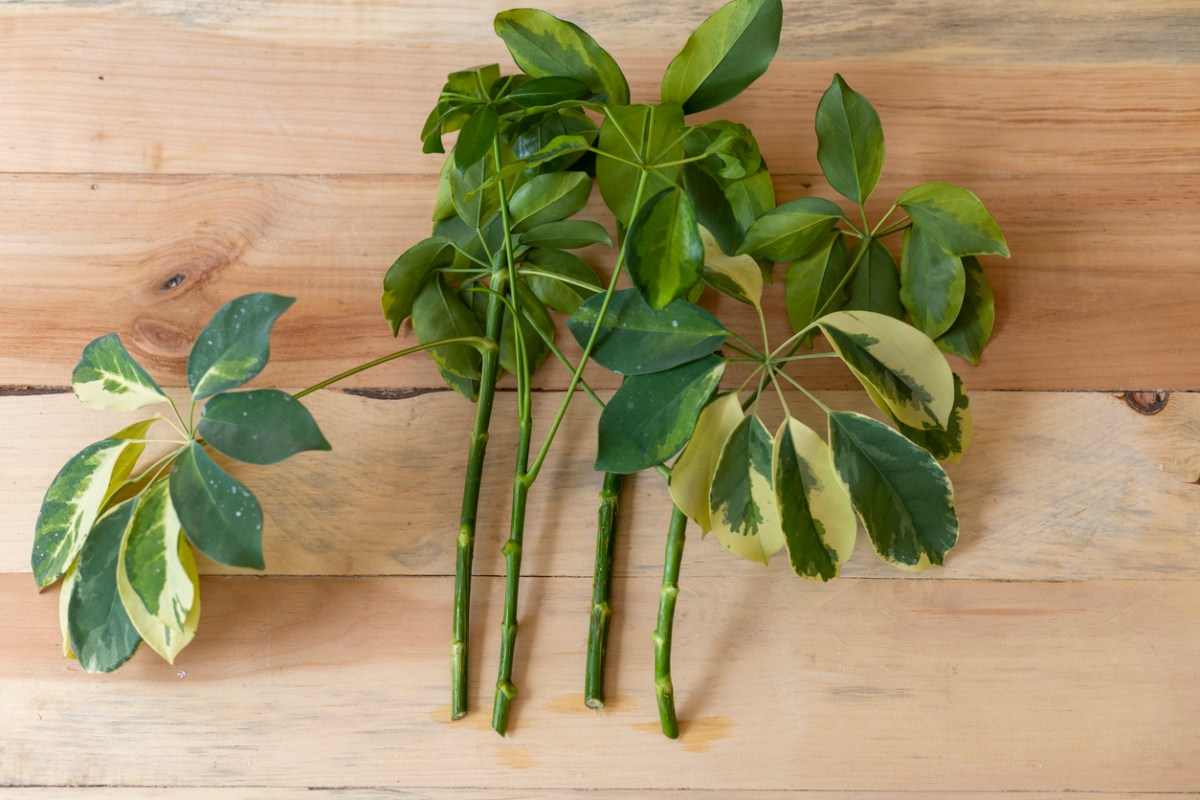Umbrella Plant Care 101: How to Grow an Umbrella Plant Indoors - Bob Vila